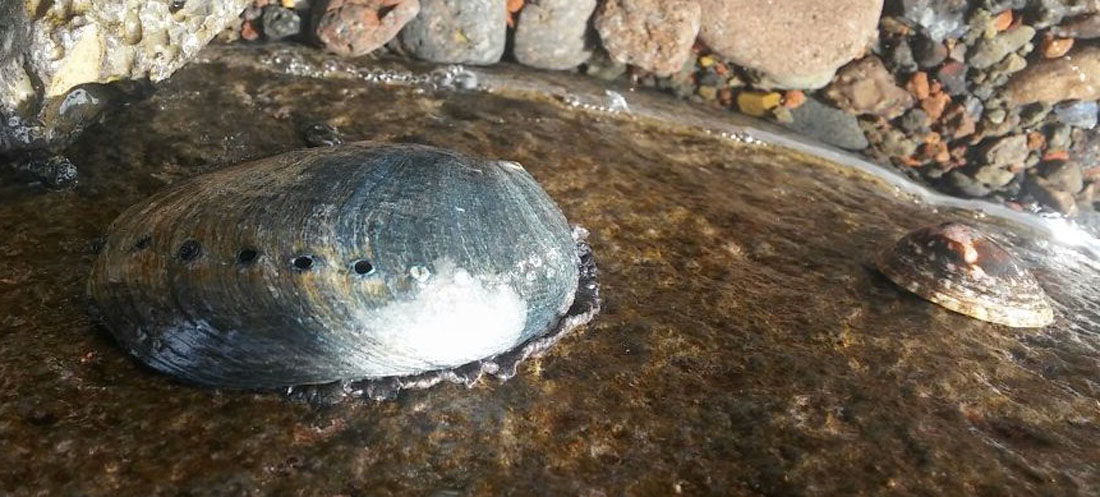 Los centinelas del abulón negro